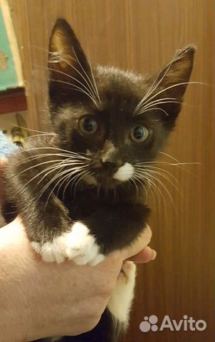 Крошки котята