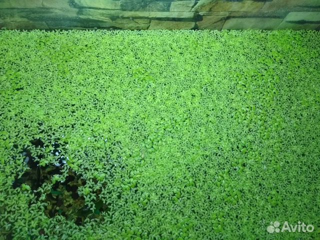 Ряска малая