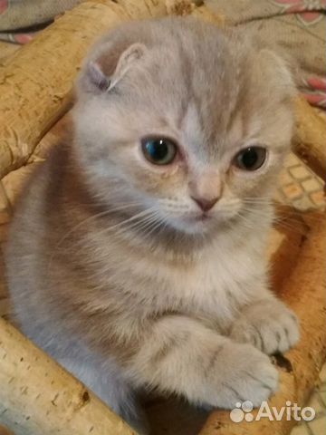 Котята шотландские мальчик и девочка