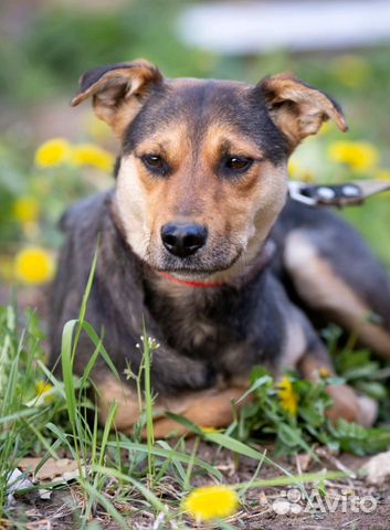 Собака Умка в самые добрые ручки