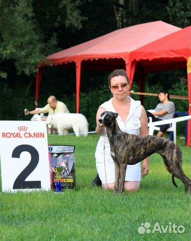 Щенки Уиппет от родителей чемпионов