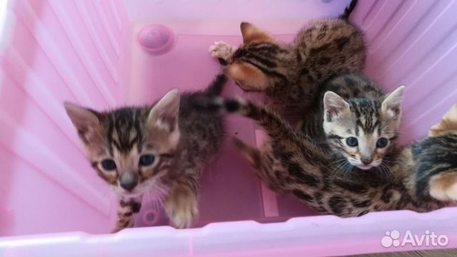 Бенгальские котейки