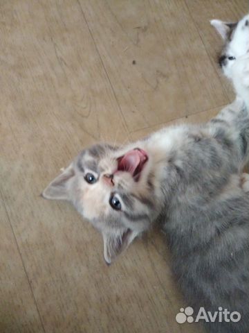 Доставлю в любую точку Москвы и Московской области