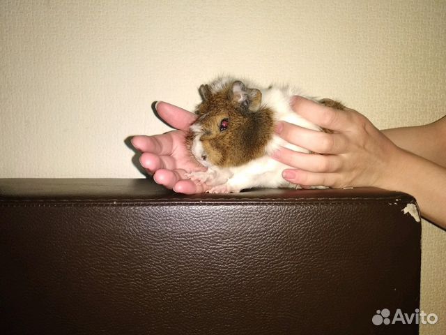Морская свинка