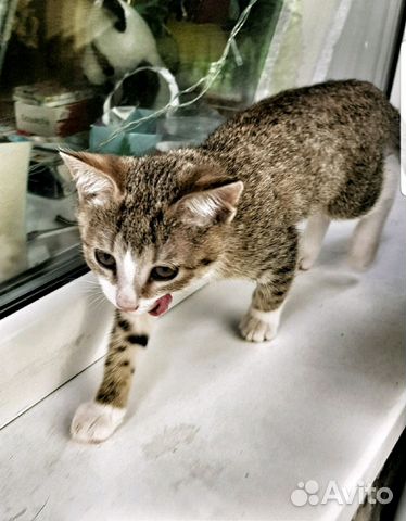 Чудо-котенок ищет дом