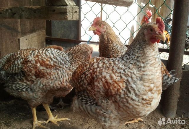 Молодые петушкии породы Билефельдер