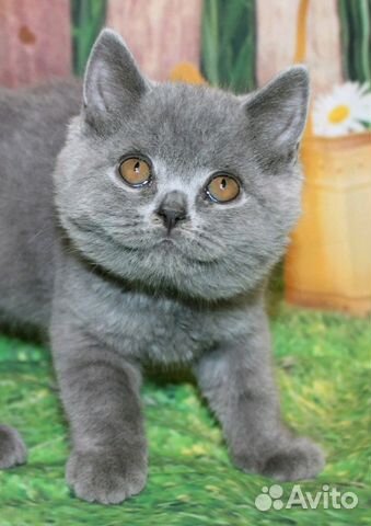 Шикарные голубые котики с документами