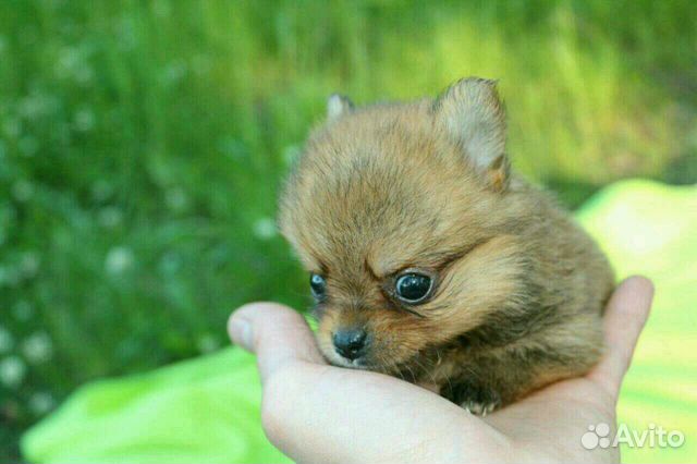 Чихуахуа. Плюшевое мини-чудо