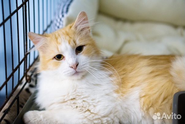 Котик ищет любящих хозяев