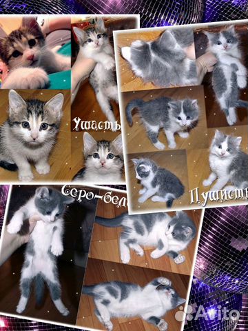 Красивые котята