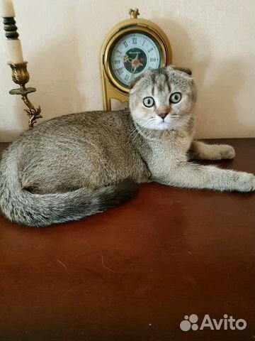 Самые ласковые котята на свете