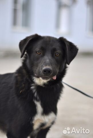 Любознательный Чарли