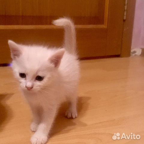 Турецкая ангора