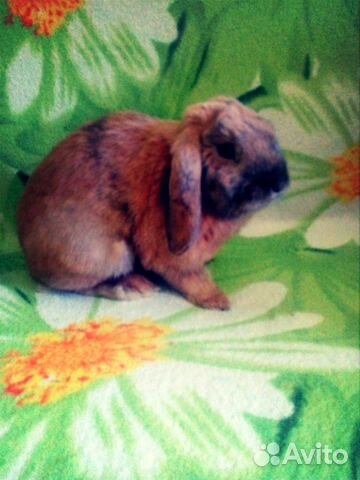 Декоративный кролик мальчик