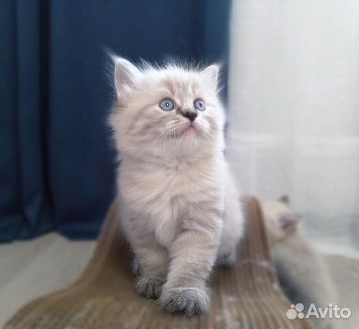 Породистый белый красивый котенок (девочка)