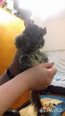 Шиншилла в добрые руки