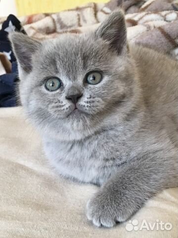 Британский котенок Девочка Единственная в помете