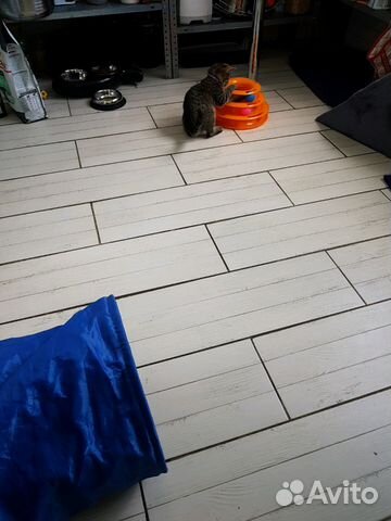Котята