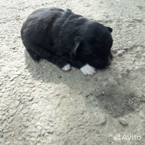 Отдам В хорошие руки. щенят кабельков