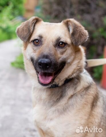 Отдаю даром собаку