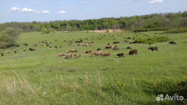 Баранина молодняк