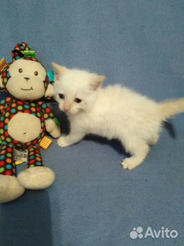 Котенок Пуся