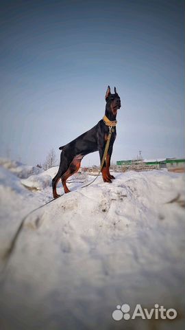 Доберман 9 месяцев