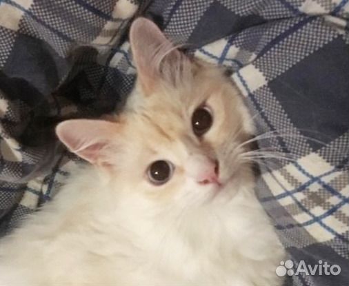 Мурчалкин Фил