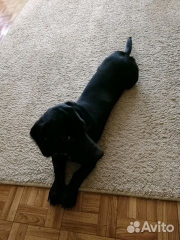 Щенок 7 мес. Ищет хозяина