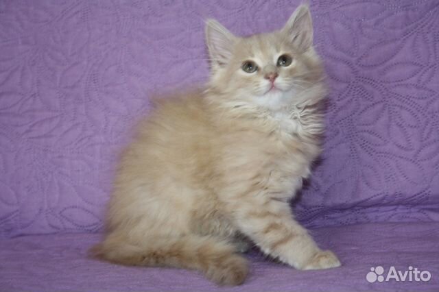 Персей и Ариэль