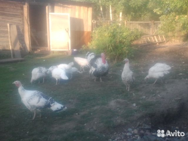 Инкубационное яйцо индеек