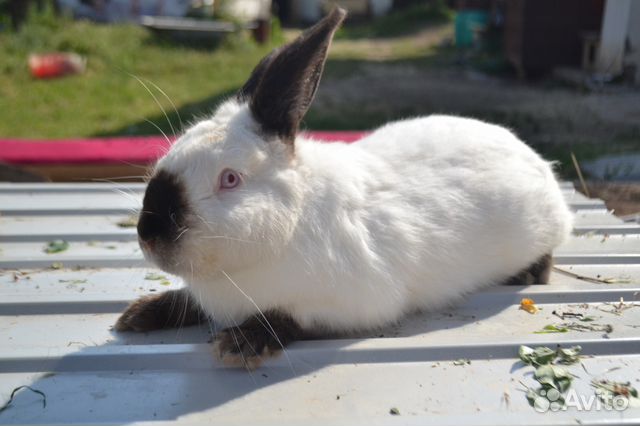 Калифорнийский самец