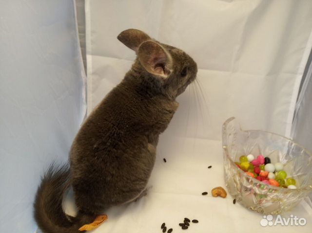 Замечательный очень ласковый шиншилл