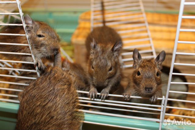 Дегусята. Дегу