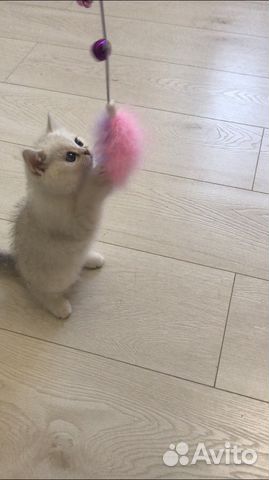 Серебристая шиншилла