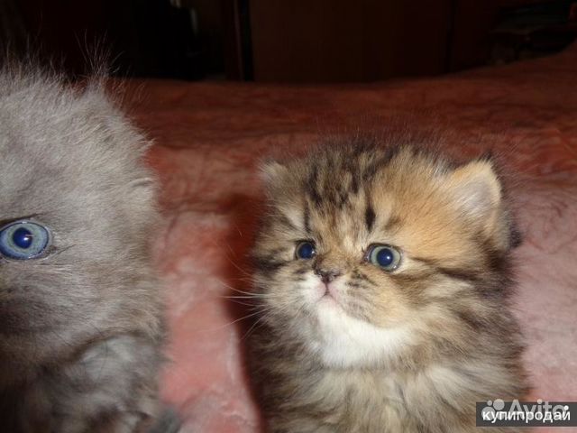 Котята персы