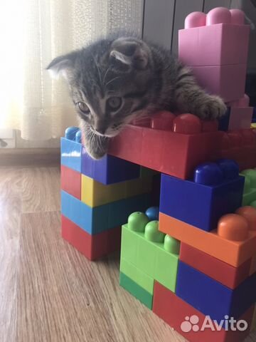 Шатландский котик