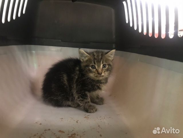 Полосатый крошка