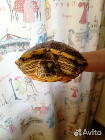 Отдам красноухую черепаху