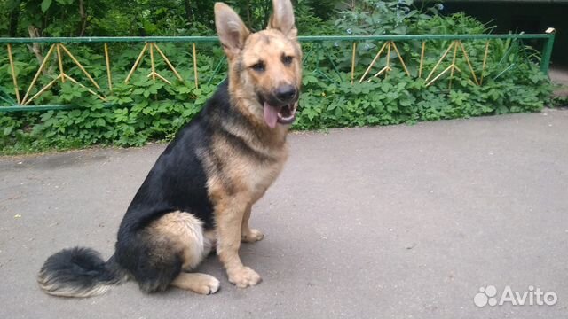 Бублик ищет дом