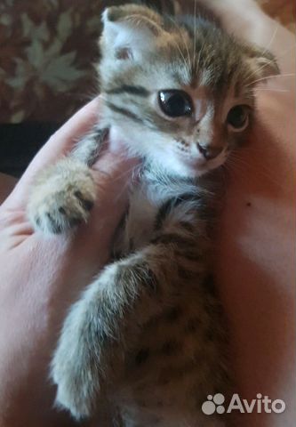 Отдам вислоухих котят