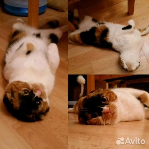 Шотландская вислоухая кошка