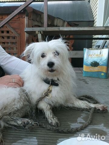 Найдена собачка