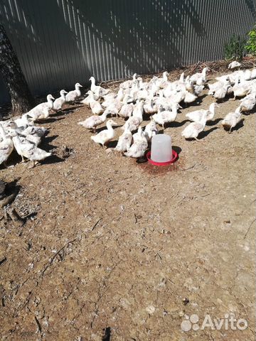 Большие утки-муларды