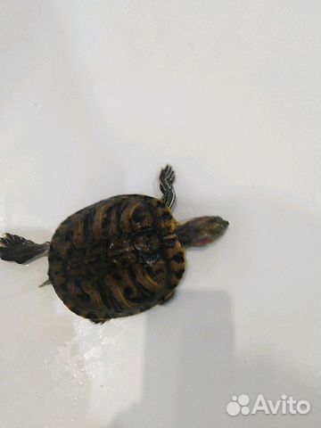 Морская черепаха