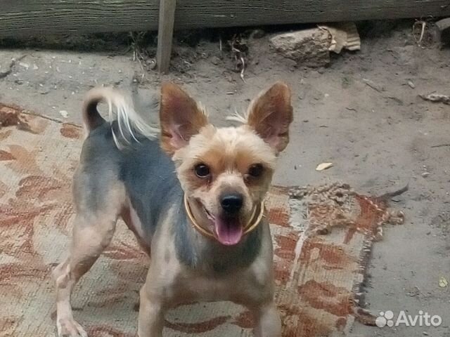 Ищем невесту для йоркширского терьера