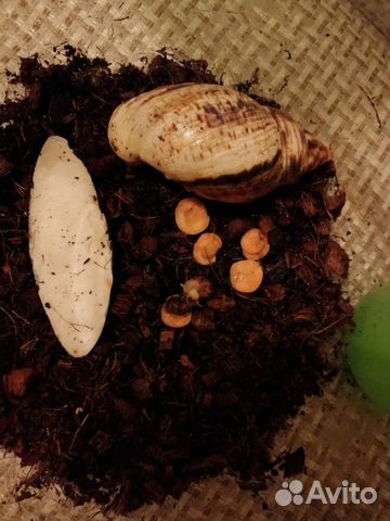 Ахатина ретикулята