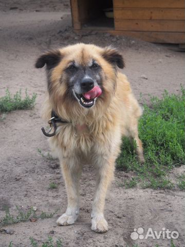 Пушистый мишка Барни