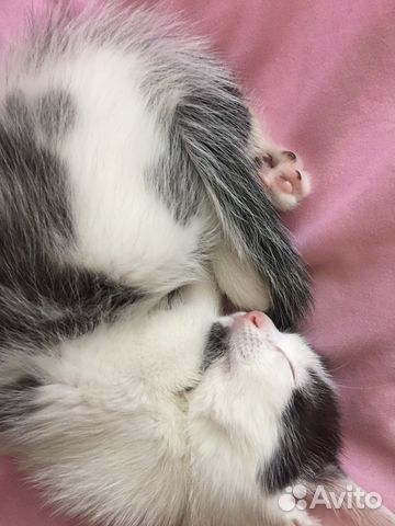Котик в хорошие руки