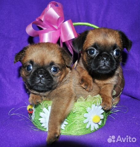 Пти-брабансона щенки мальчик и девочка